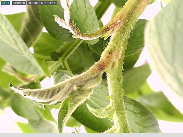 Potato lygus bug | Pacific Northwest Vegetable Extension Group ...