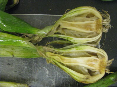 Onion bacterial soft rot | Pacific Northwest Vegetable Extension Group ...