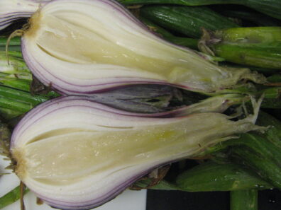 Onion bacterial soft rot | Pacific Northwest Vegetable Extension Group ...