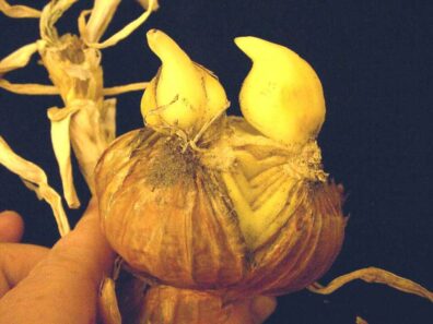 Onion basal plate splitting | Pacific Northwest Vegetable Extension ...