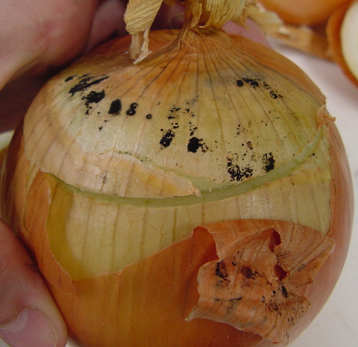 onion black mold | Pacific Northwest Vegetable Extension Group ...