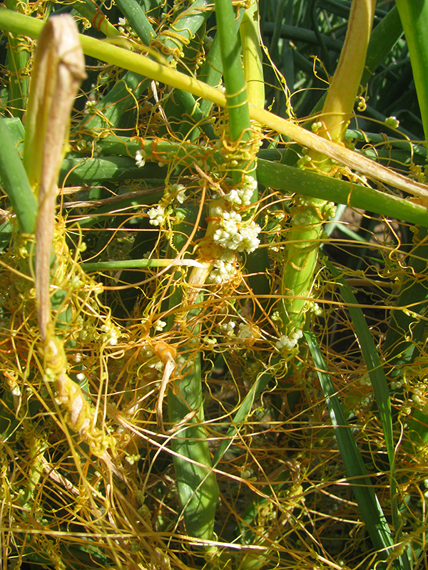 Onion dodder | Pacific Northwest Vegetable Extension Group | Washington ...