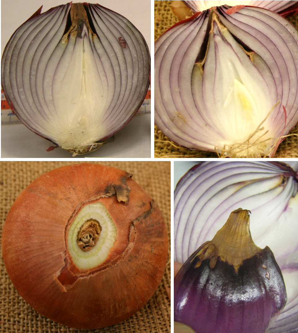 Onion/Allium | Pacific Northwest Vegetable Extension Group | Washington ...
