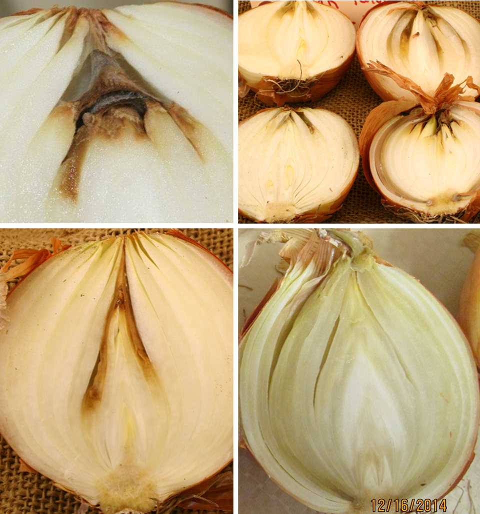 onion dry scale | Pacific Northwest Vegetable Extension Group ...