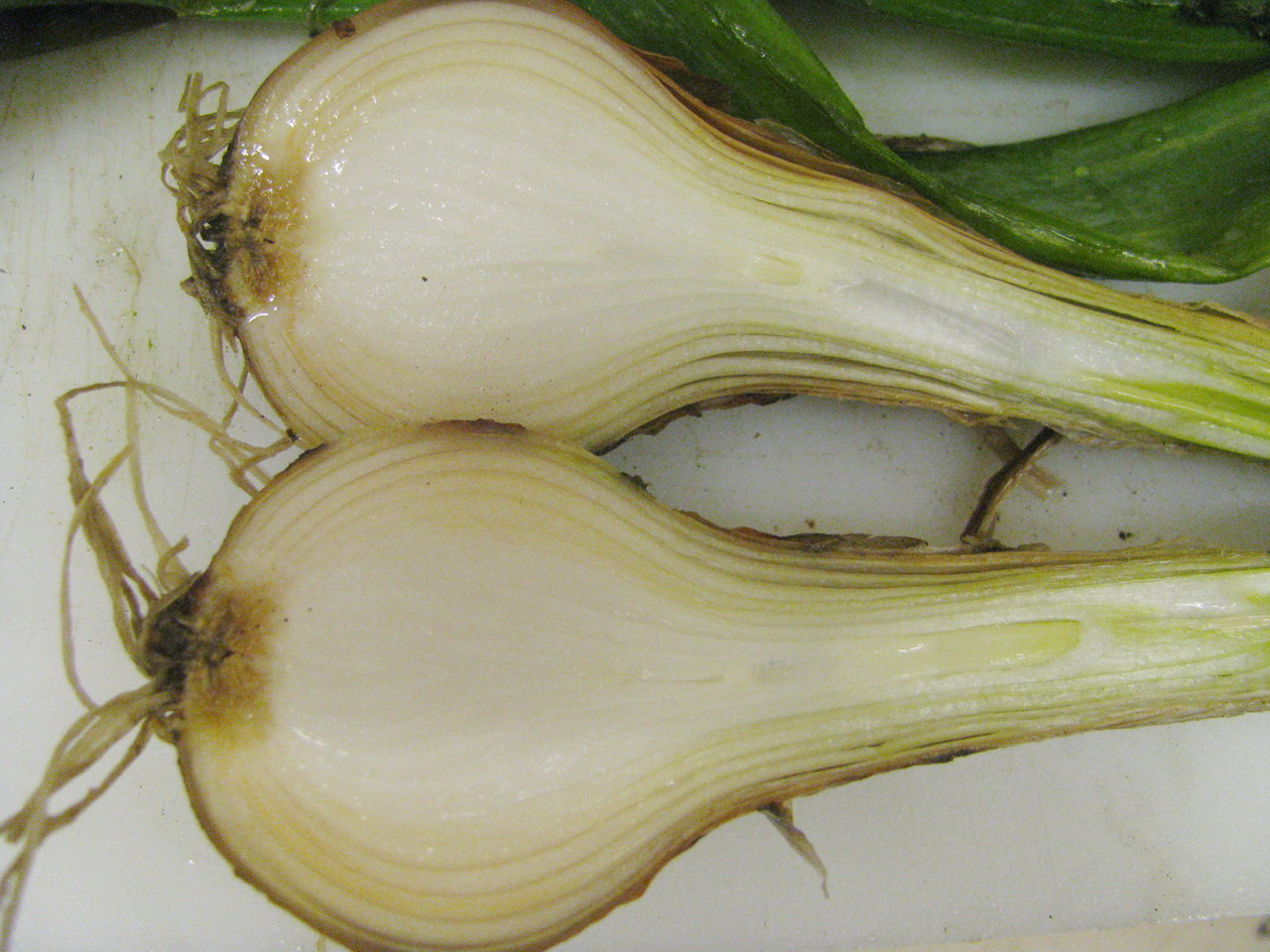 Onion fusarium basal rot | Pacific Northwest Vegetable Extension Group ...