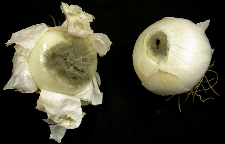 onion neck rot | Pacific Northwest Vegetable Extension Group ...