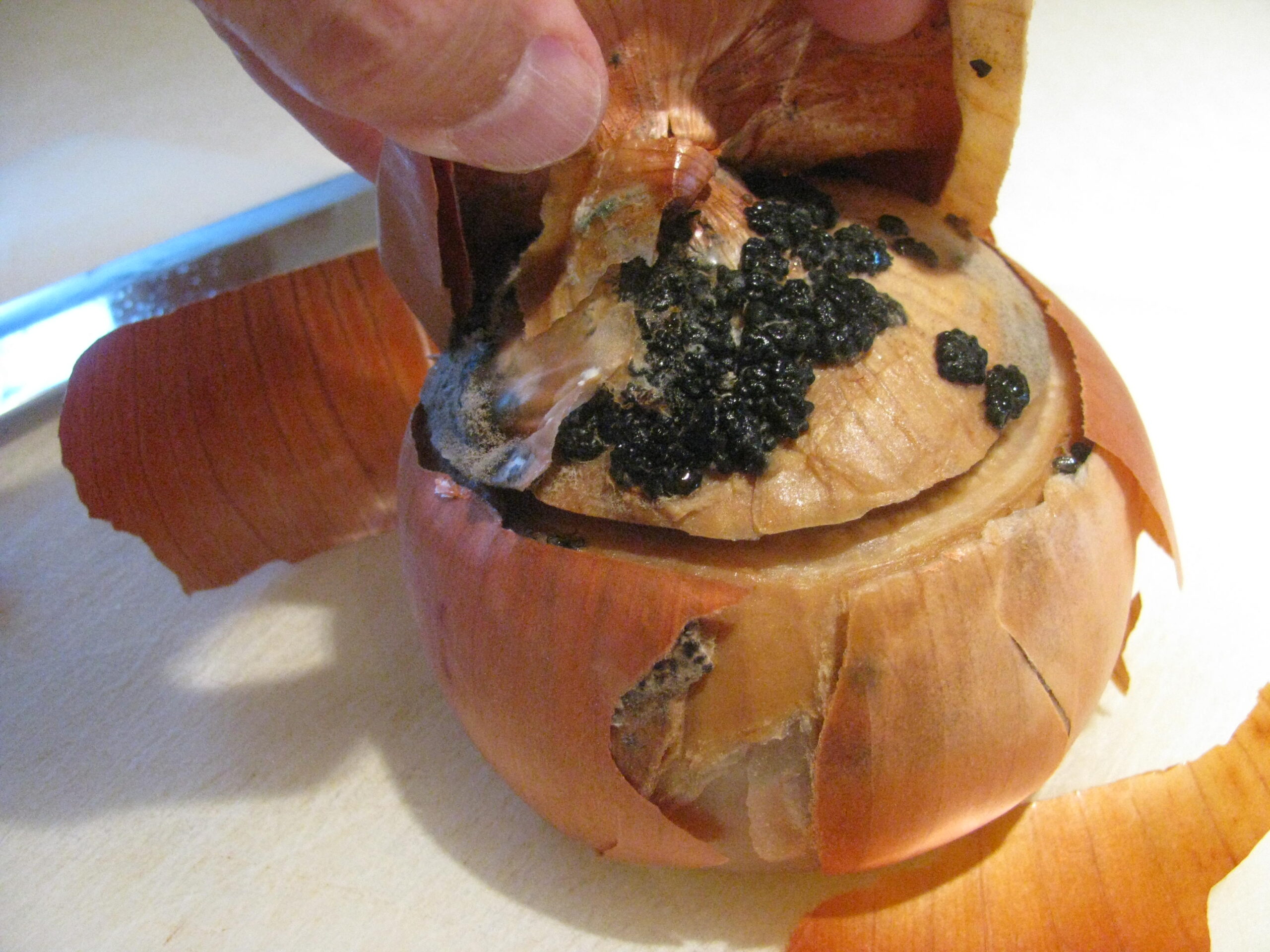 onion neck rot | Pacific Northwest Vegetable Extension Group ...