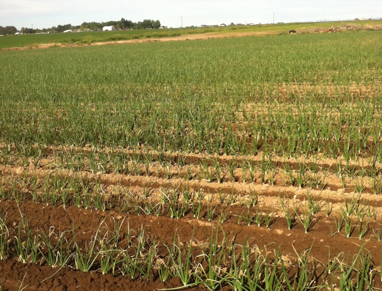 Onion pink root | Pacific Northwest Vegetable Extension Group ...