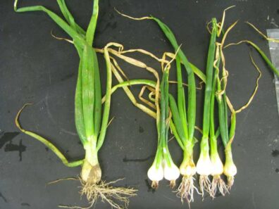 Onion pink root | Pacific Northwest Vegetable Extension Group ...