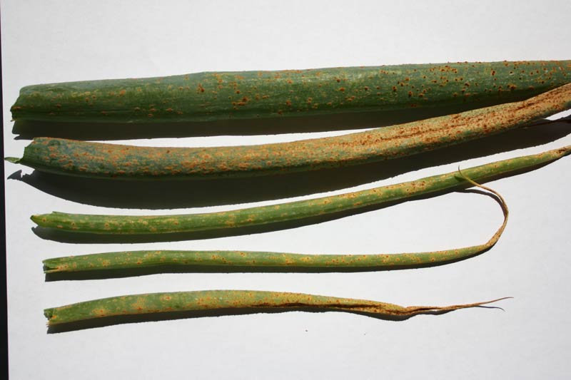 Onion/Allium | Pacific Northwest Vegetable Extension Group | Washington ...