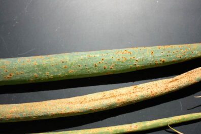 Onion rust | Pacific Northwest Vegetable Extension Group | Washington ...