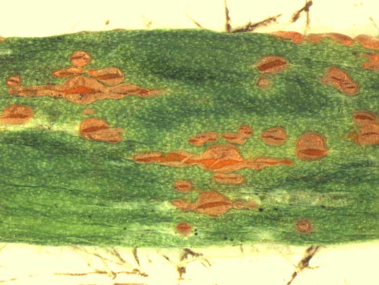 Onion rust | Pacific Northwest Vegetable Extension Group | Washington ...