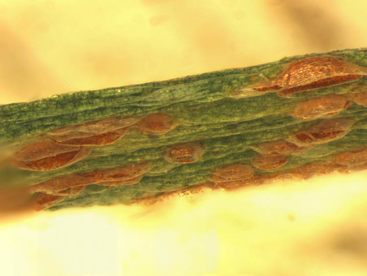 Onion rust | Pacific Northwest Vegetable Extension Group | Washington ...