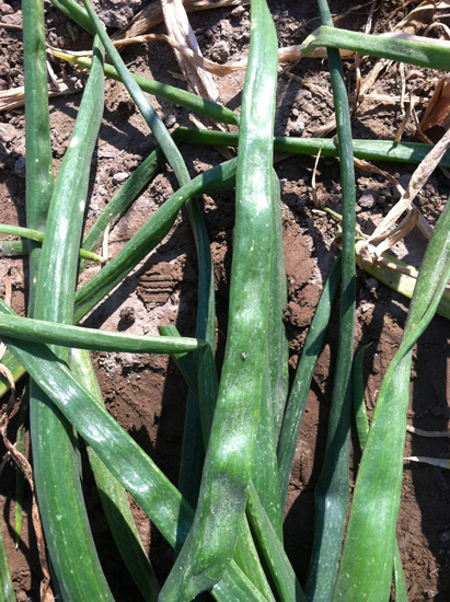 Two spotted spider mite | Pacific Northwest Vegetable Extension Group ...