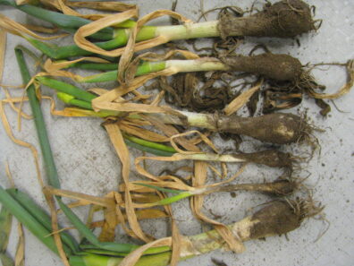 Onion white rot | Pacific Northwest Vegetable Extension Group ...