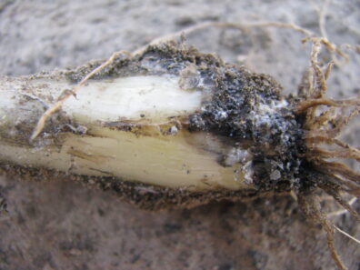 Onion white rot | Pacific Northwest Vegetable Extension Group ...