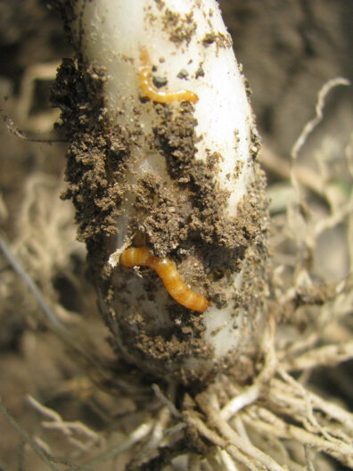 Onion wireworm | Pacific Northwest Vegetable Extension Group ...