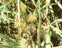 Onion yellow nutsedge | Pacific Northwest Vegetable Extension Group ...