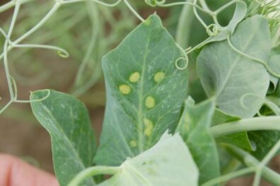 Pea adjuvant damage | Pacific Northwest Vegetable Extension Group ...