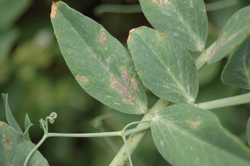 Pea | Pacific Northwest Vegetable Extension Group | Washington State ...