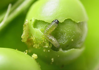 Pea moth | Pacific Northwest Vegetable Extension Group | Washington ...