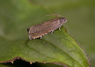 Pea moth | Pacific Northwest Vegetable Extension Group | Washington ...