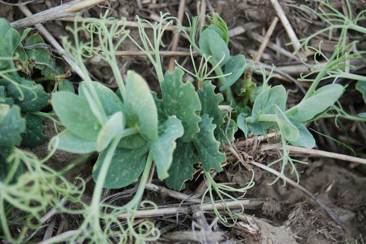 Pea | Pacific Northwest Vegetable Extension Group | Washington State ...