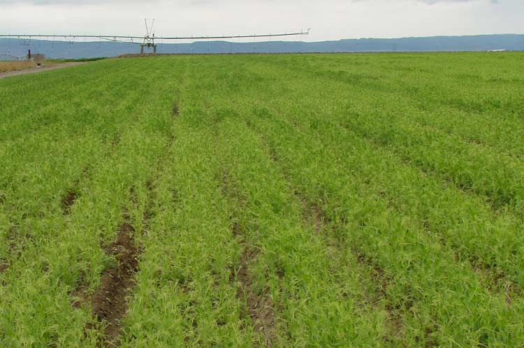 Pea root rot complex | Pacific Northwest Vegetable Extension Group ...