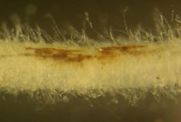 Pea thielaviopsis root rot | Pacific Northwest Vegetable Extension ...