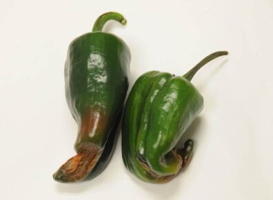 Pepper blossom end rot | Pacific Northwest Vegetable Extension Group ...