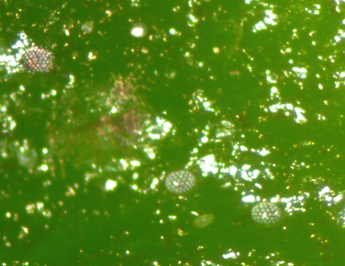 Pepper broad mite | Pacific Northwest Vegetable Extension Group ...