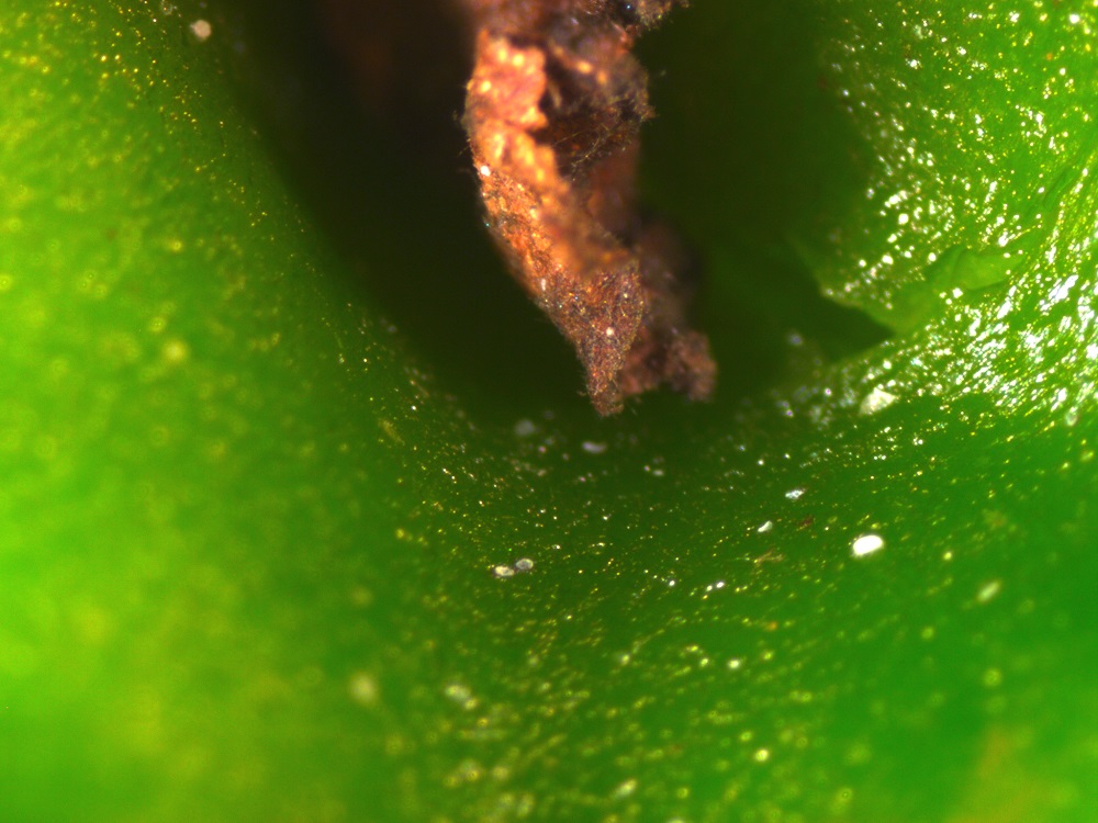 Pepper broad mite | Pacific Northwest Vegetable Extension Group ...