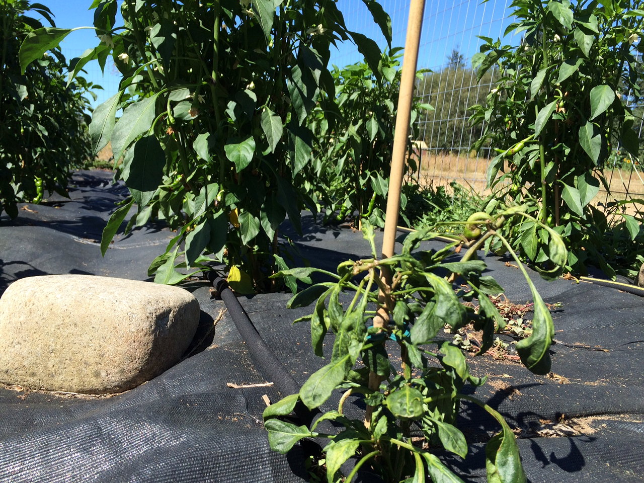 Pepper broad mite | Pacific Northwest Vegetable Extension Group ...