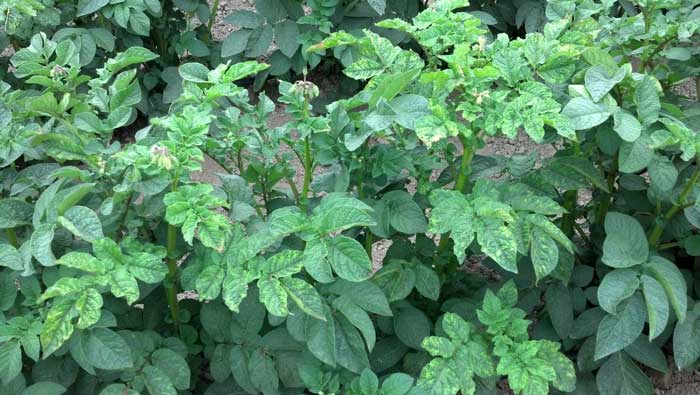 Potato | Pacific Northwest Vegetable Extension Group | Washington State ...