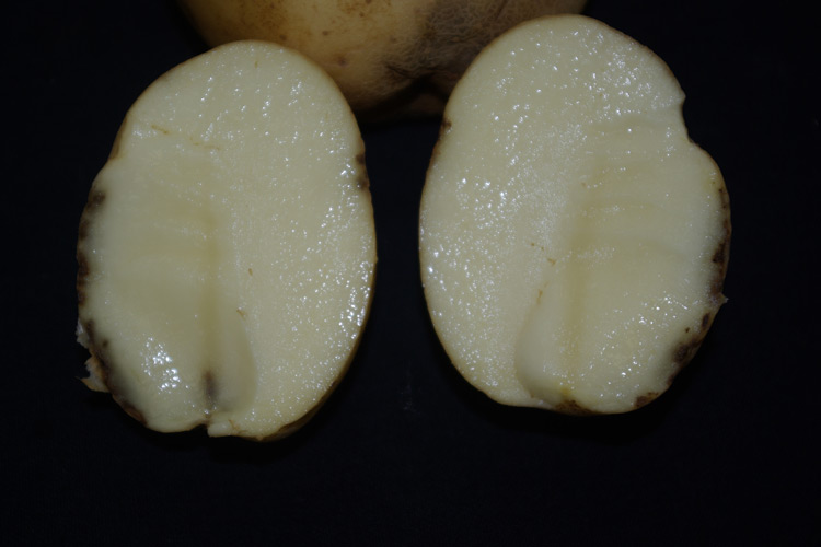 Potato | Pacific Northwest Vegetable Extension Group | Washington State ...