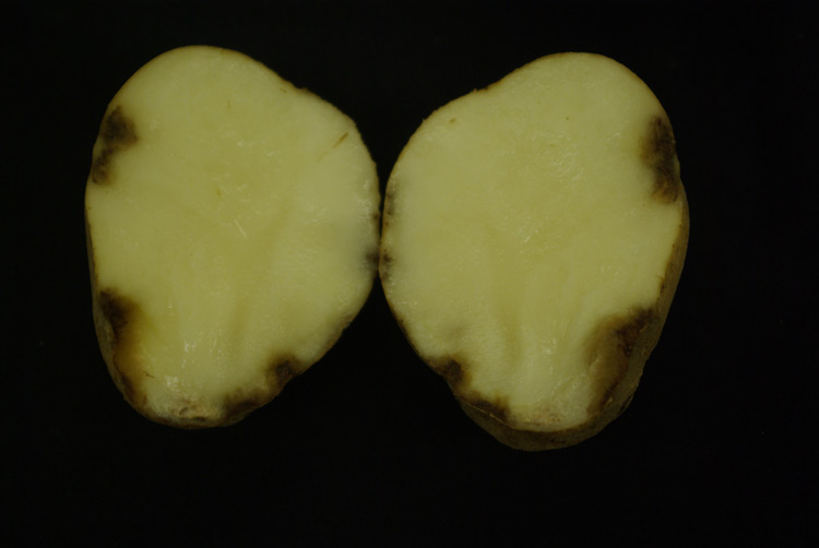 Potato | Pacific Northwest Vegetable Extension Group | Washington State ...