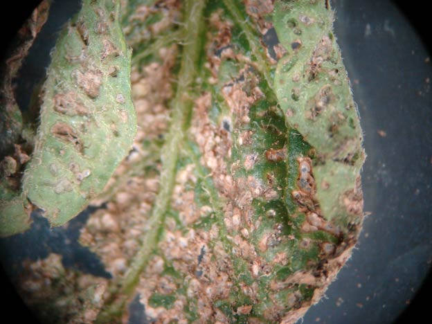 Potato flea beetle | Pacific Northwest Vegetable Extension Group ...