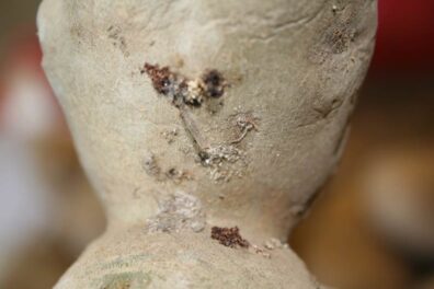 Potato tuberworm | Pacific Northwest Vegetable Extension Group ...