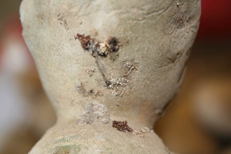 Potato tuberworm | Pacific Northwest Vegetable Extension Group ...