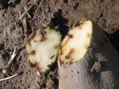 Potato tuberworm | Pacific Northwest Vegetable Extension Group ...