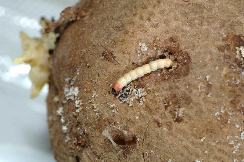 Potato tuberworm | Pacific Northwest Vegetable Extension Group ...