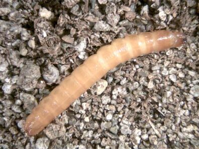 Wireworm | Pacific Northwest Vegetable Extension Group | Washington ...