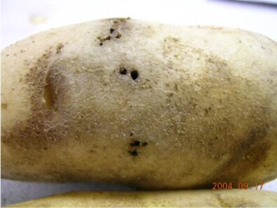 Wireworm | Pacific Northwest Vegetable Extension Group | Washington ...