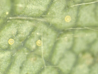 Spider mite eggs | Pacific Northwest Vegetable Extension Group ...