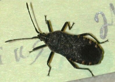 Squash bug | Pacific Northwest Vegetable Extension Group | Washington ...
