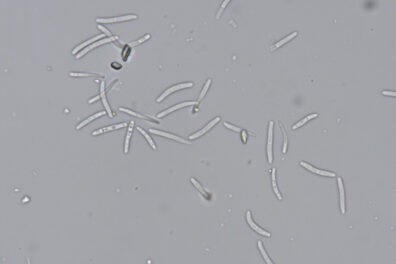 Swiss chard ramularia leaf spot | Pacific Northwest Vegetable Extension ...