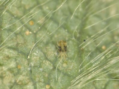 Two spotted spider mite | Pacific Northwest Vegetable Extension Group ...