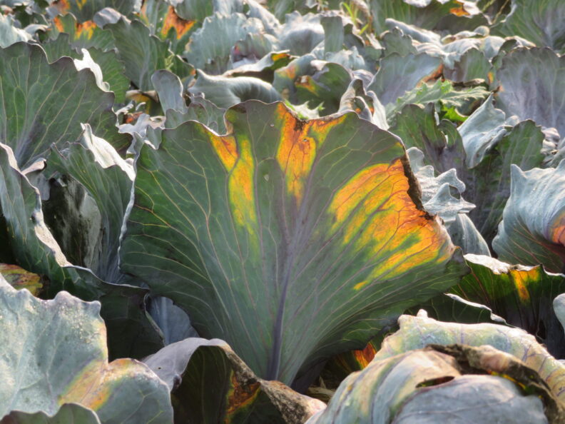 Vegetable Seed Pathology Program Focus | Vegetable Seed Pathology ...