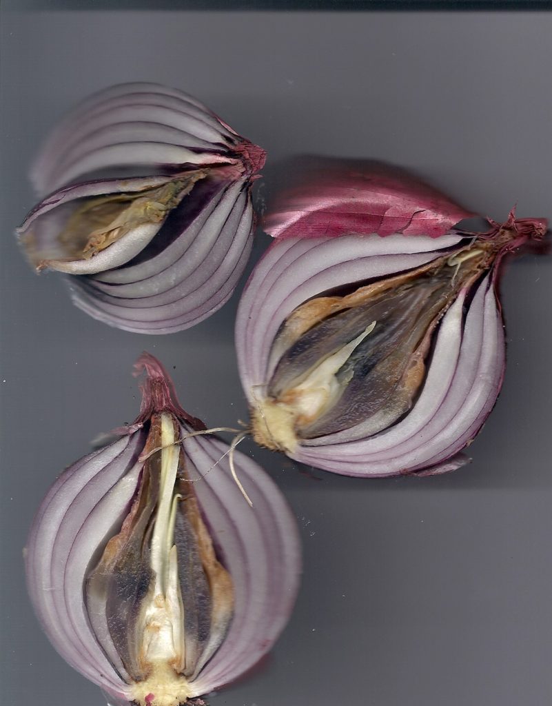 Onion Bacterial Disease Research | Grant County | Washington State ...