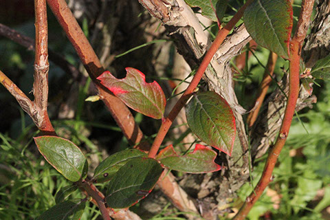 [Archived]: Entomology Program Update: Weevil Biology and Management in ...